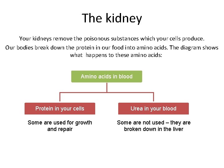 The Kidney and Homeostasis WJEC Biology Unit 2