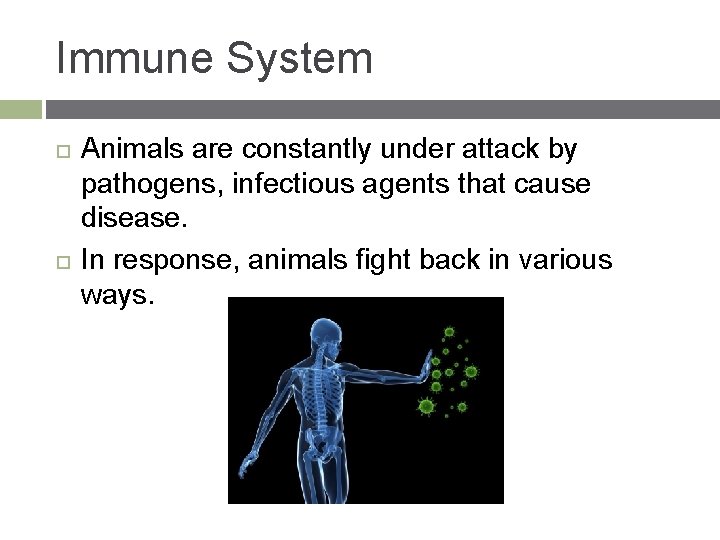 AP BIOLOGY ANIMAL FORM AND FUNCTION Immune System