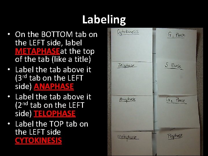 Instructions for Cell Cycle Foldable Folding and Cutting