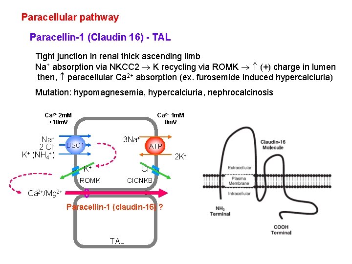 2008 How Kidney works for Calcium Homeostasis Based