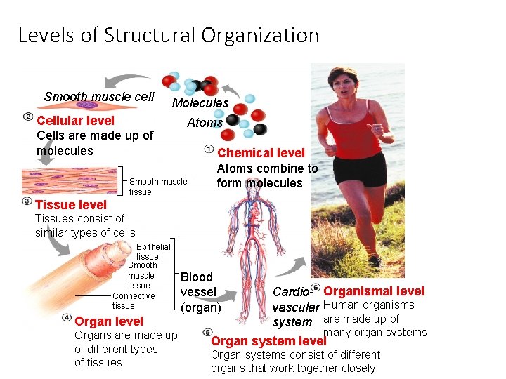 UNIT 1 The Human Body An Orientation Learning