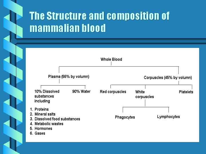 Heart The Structure and composition of mammalian blood