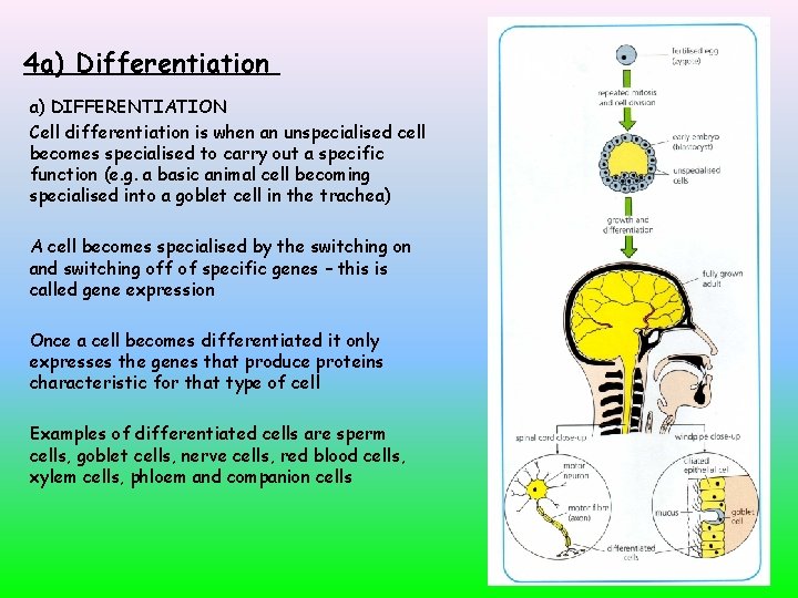 Higher Biology Unit 1 DNA and the Genome
