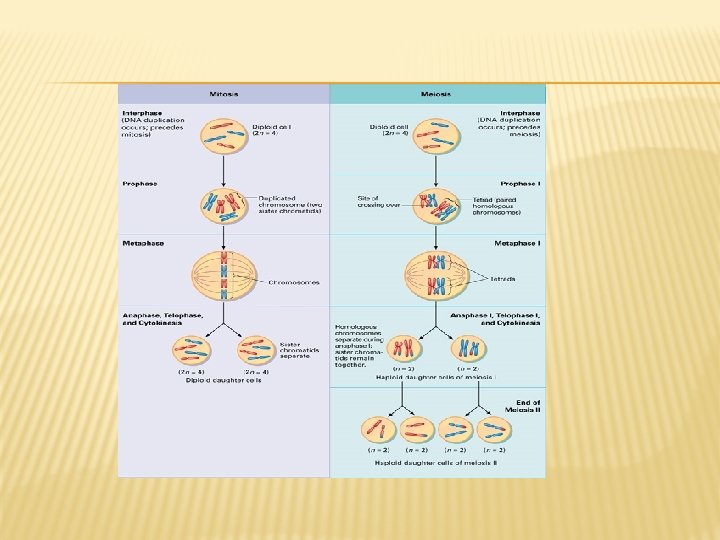Types of Cell Division Binary Fission Mitosis Meiosis