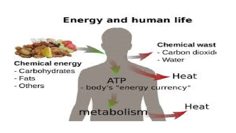 Cellular Metabolism Cellular Metabolism v Cellular metabolism is