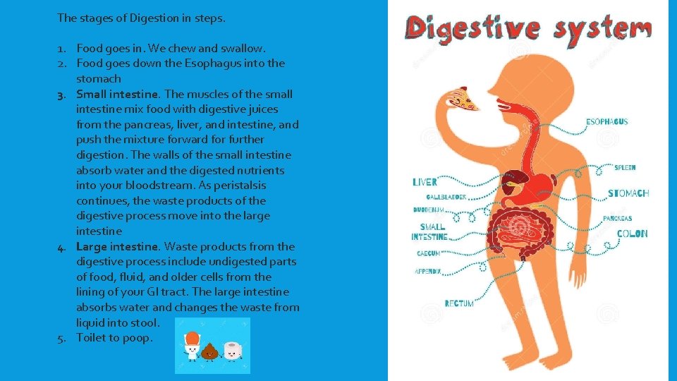 HUMAN DIGESTIVE SYSTEM By Stephanie Stage 1 The