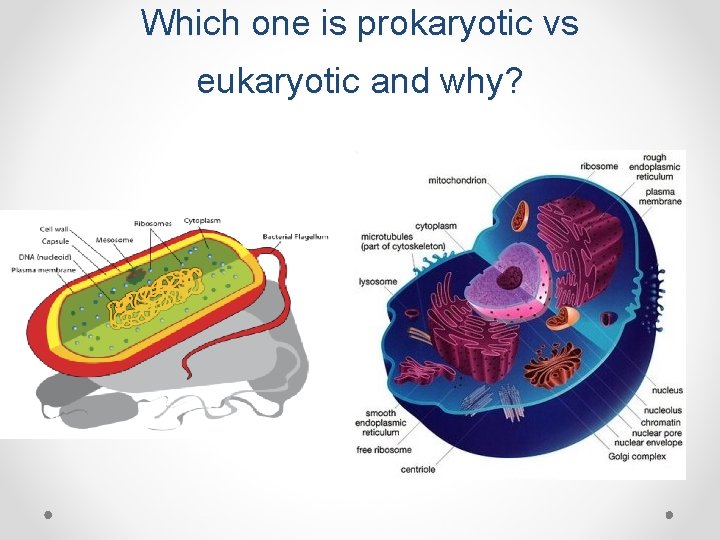 Chapter 1 BiologyStudy of Life Biotic Factors living