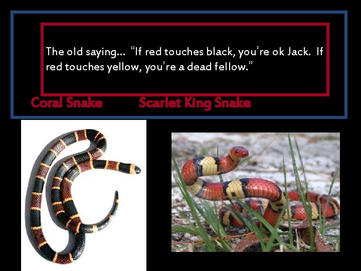 Biodiversity Importance Value 6 a What is Biodiversity