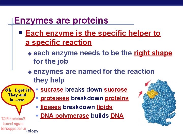 Enzymes Helper Protein molecules Regents Biology 2009 2010