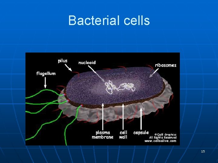 Applied Microbiology n The exploitation of microorganisms their