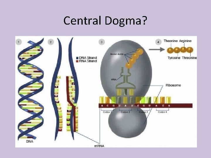 Protein Synthesis Notes The Big Picture All cells