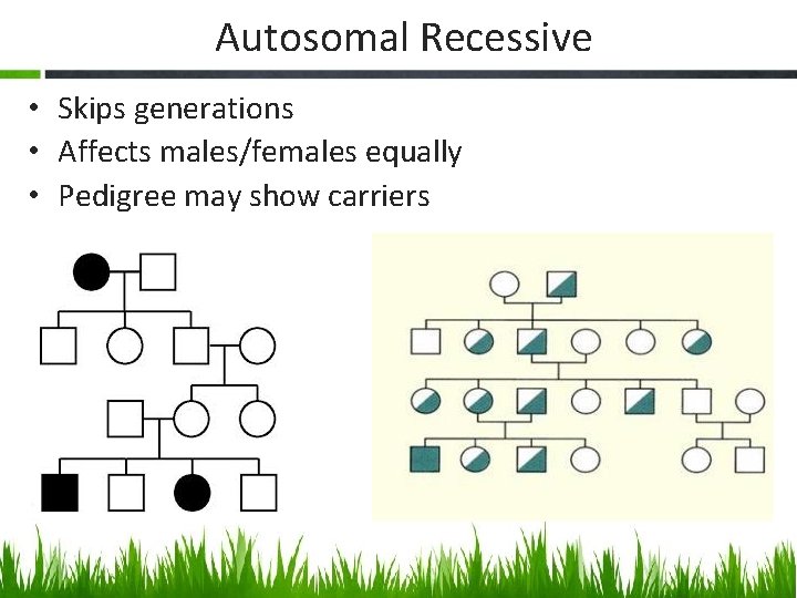 Mrs Stewart Biology Pedigree Charts Objectives Can create
