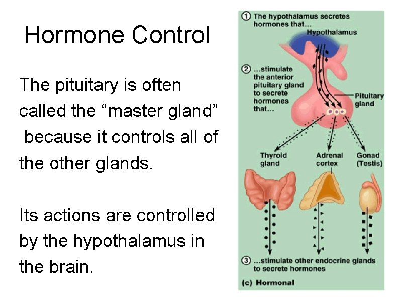 The Endocrine System Objectives Identify the contributions of