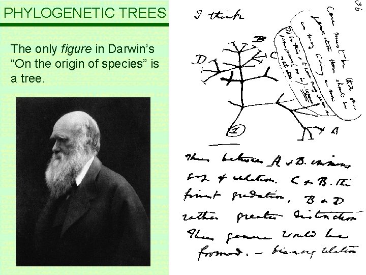 Bioinformatics GUEST LECTURE Phylogenetic Analysis 26 November 2013