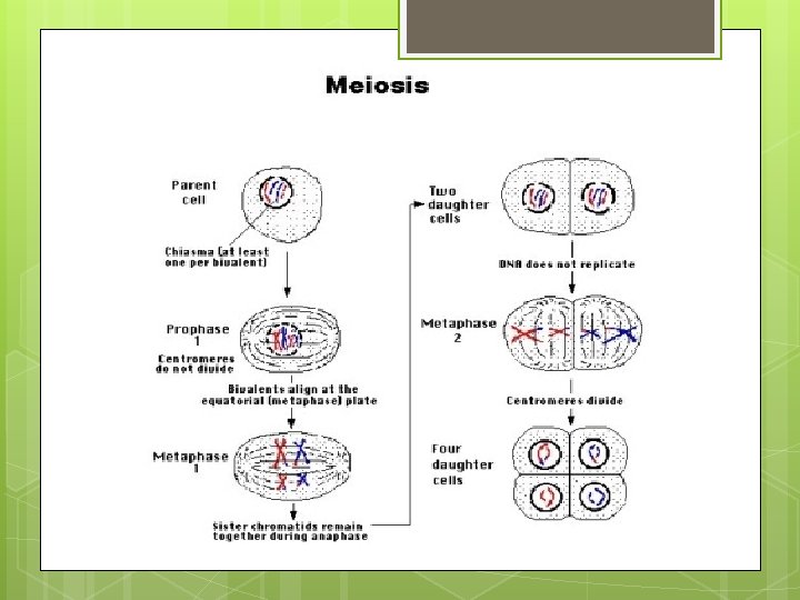 Mitosis Meiosis and the Cell Cycle By Alexus