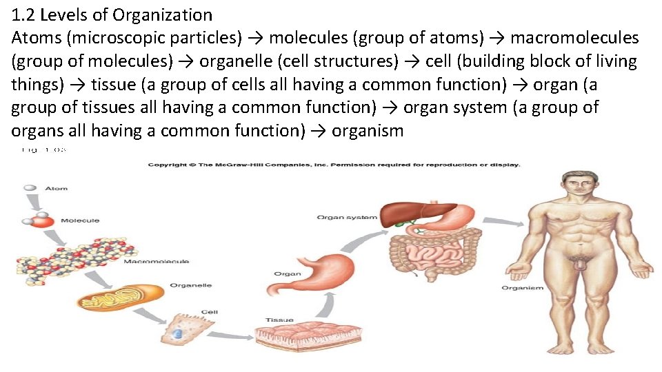 Body Organization 1 1 Introduction A Anatomy the