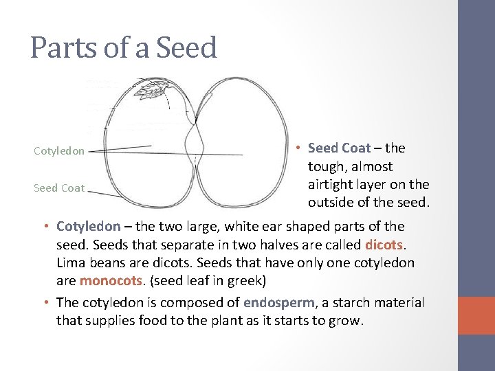 Lima Bean Dissection Foss 5 part 1 Parts