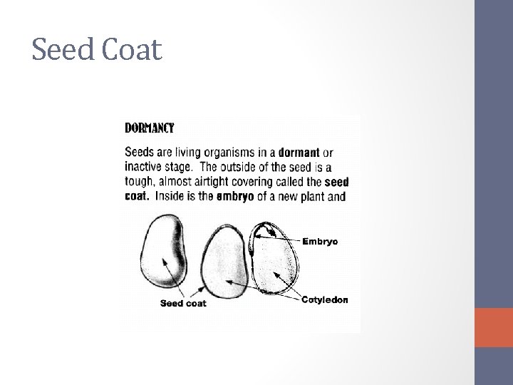 Lima Bean Dissection Foss 5 part 1 Parts