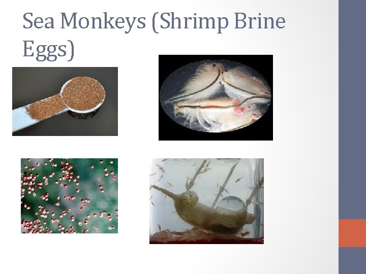 Lima Bean Dissection Foss 5 part 1 Parts