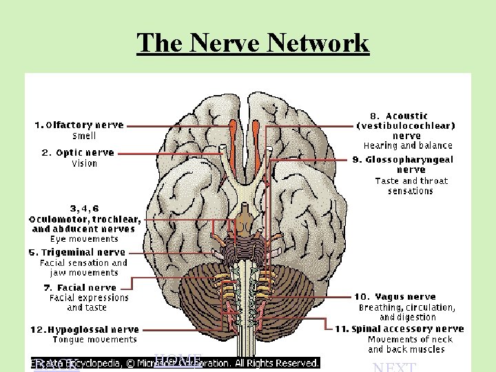 Project on Nervous System NEXT PROPOSED BY S
