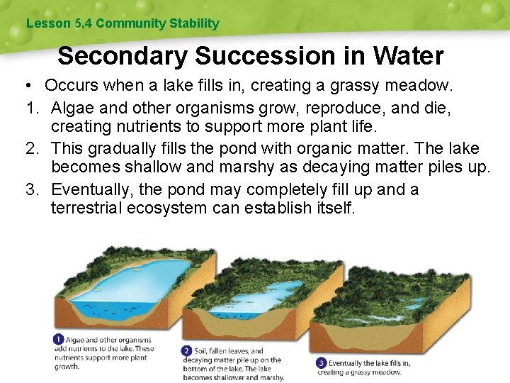 Lesson 5 4 Community Stability A 2010 report