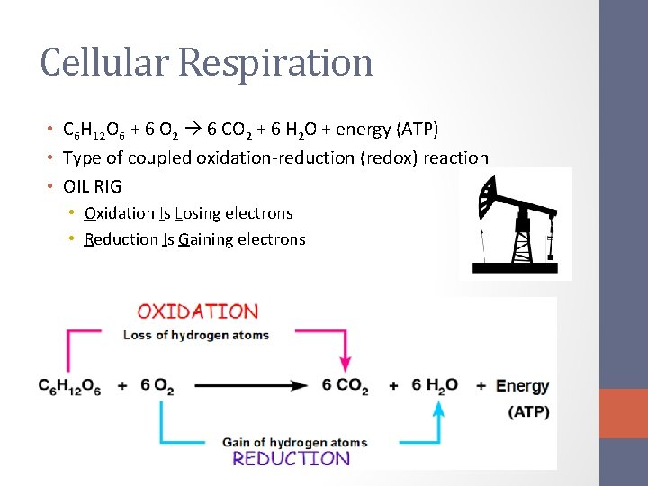 Intro to Cellular Respiration Glycolysis Krebs Cycle Chapter