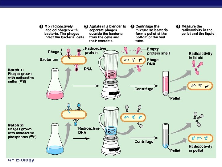 DNA The Genetic Material Replication AP Biology 2005