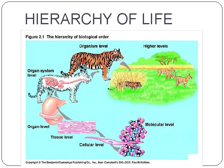 Cells Unit 5 1 MC 2 B 1Construct