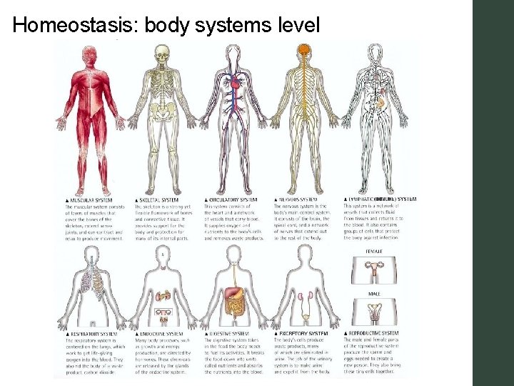 Homeostasis review Bell Ringer 0511 Which organelle makes
