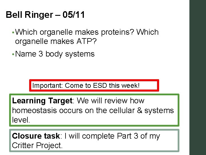 Homeostasis review Bell Ringer 0511 Which organelle makes