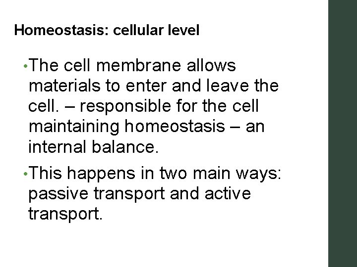 Homeostasis review Bell Ringer 0511 Which organelle makes