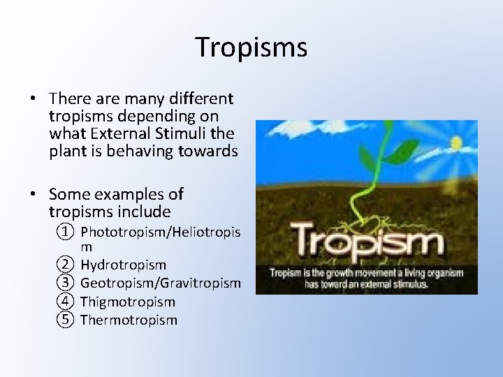 Plant Behaviors How Plants Respond to External Stimuli