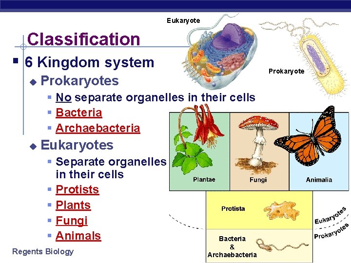 Study of Life Classification Regents Biology 2006 2007