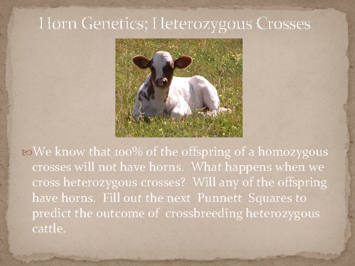 Bos Taurus Genetics Exploring Genotypes and Phenotypes of
