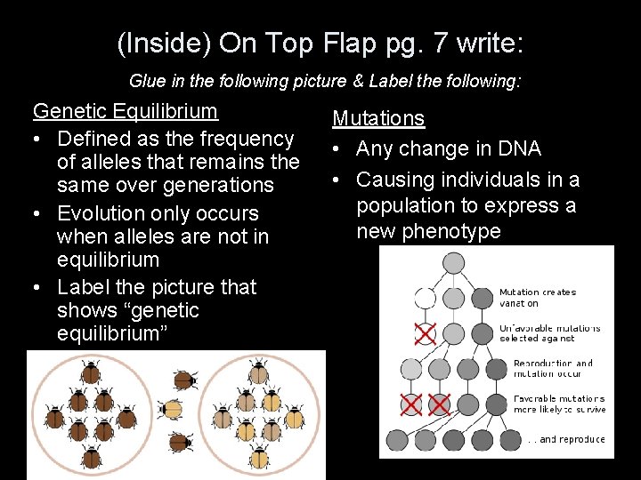 Natural Selection and the Evidence of Evolution Foldable