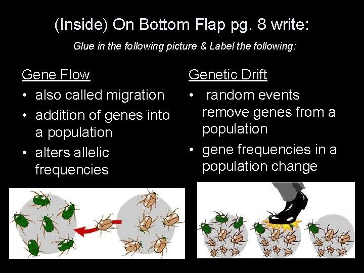 Natural Selection and the Evidence of Evolution Foldable
