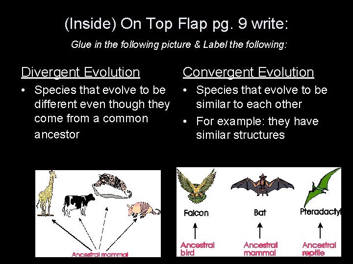 Natural Selection and the Evidence of Evolution Foldable