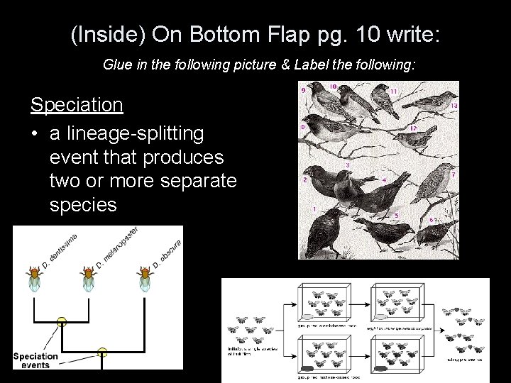 Natural Selection and the Evidence of Evolution Foldable