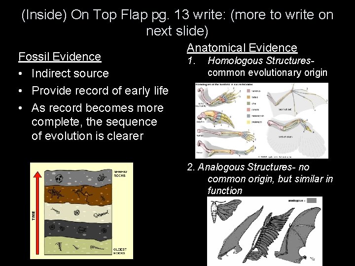 Natural Selection and the Evidence of Evolution Foldable