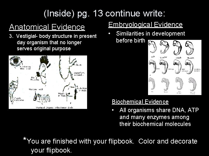 Natural Selection and the Evidence of Evolution Foldable