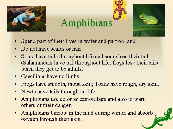 Vertebrates Fish Amphibians Reptiles Birds Mammals By Mrs