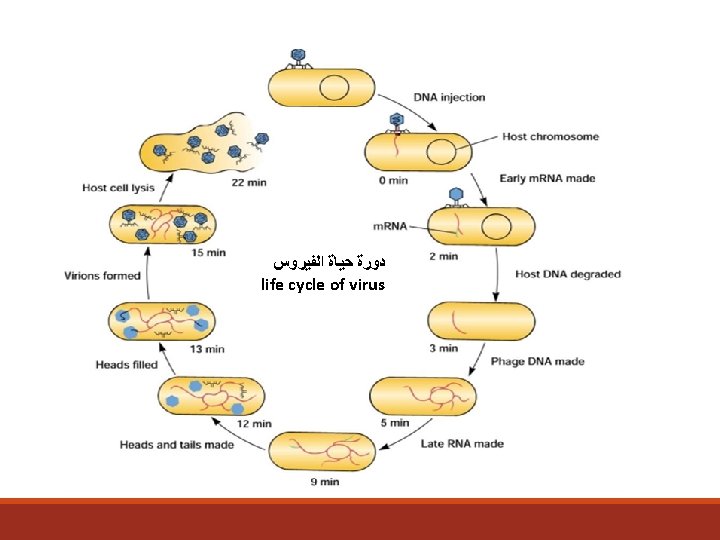 140 MIC Microbiology Lecture16 Viruses MBI 140 panel