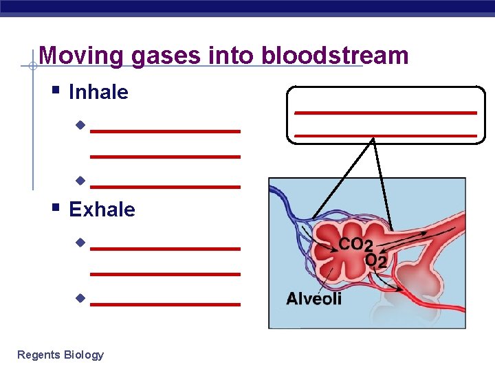 Respiratory System AP Biology 2008 2009 Why do