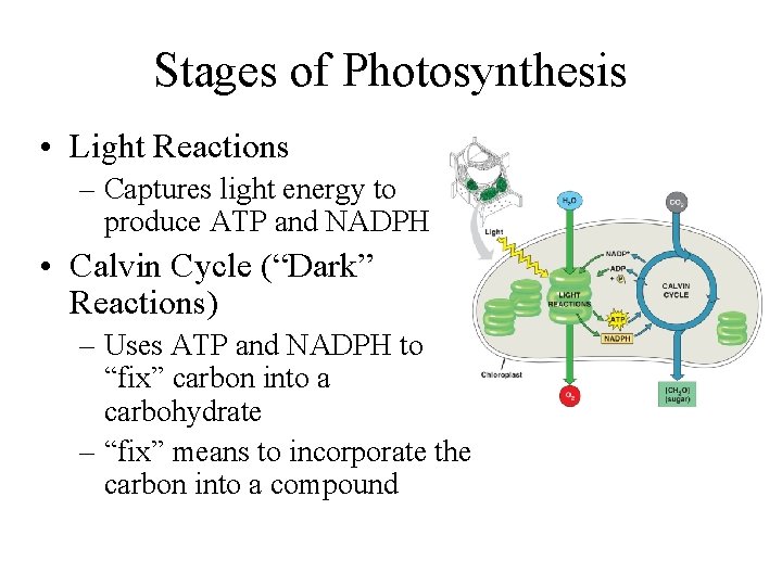 Photosynthesis AP Biology Unit 4 Vocabulary Review What