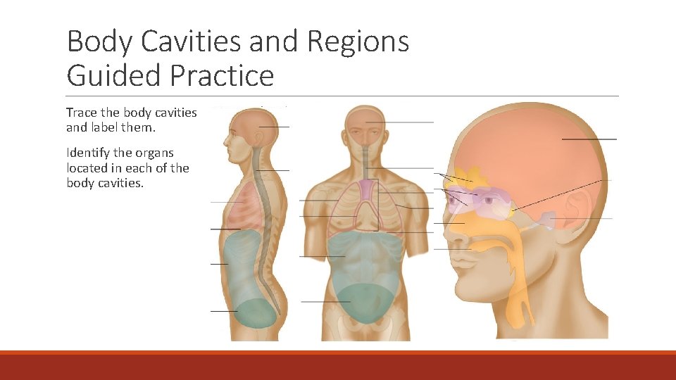 Body Cavities and Regions Introduction Name as many