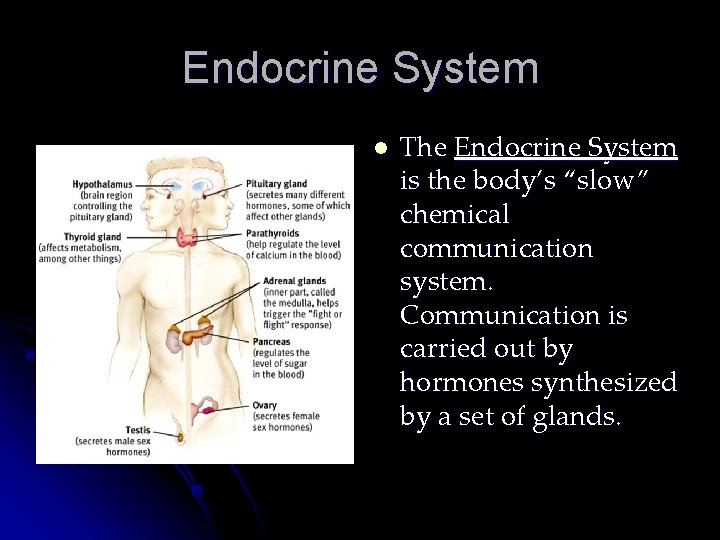 Biological Bases of Psychology Nervous System Brain Endocrine