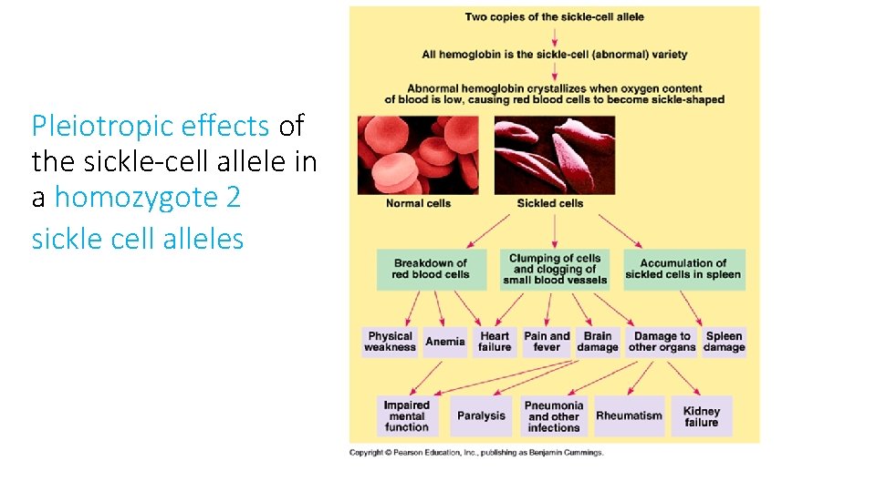 Topic 6 7 Mutations Begin by watching Khan