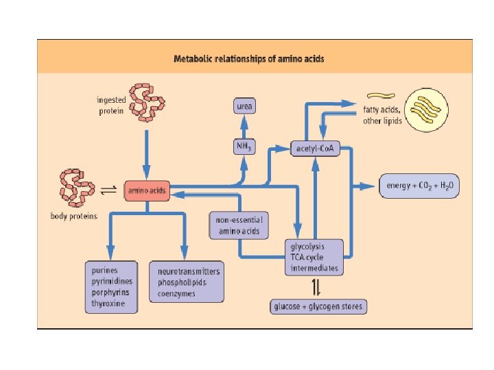 CATABOLISMO DE PROTEINAS Y CICLO DE UREA Dra