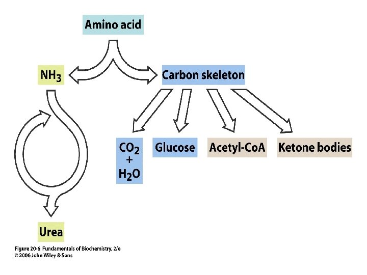 CATABOLISMO DE PROTEINAS Y CICLO DE UREA Dra