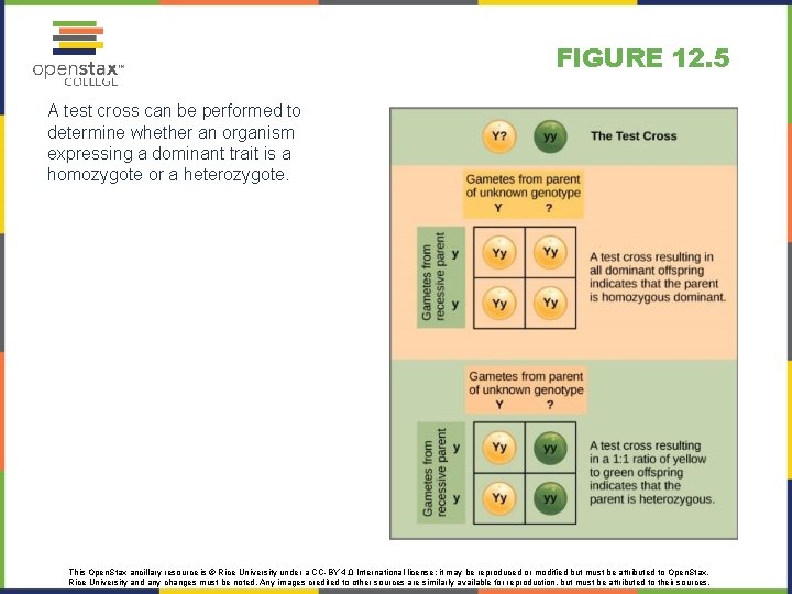 Biology Chapter 12 Mendels Experiments And Heredity Power